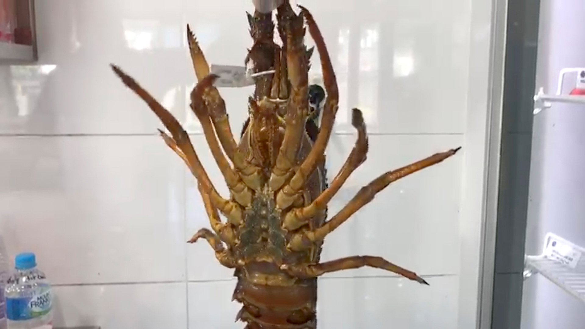 Lobster shell patterns make concrete stronger - Australian researcher ...