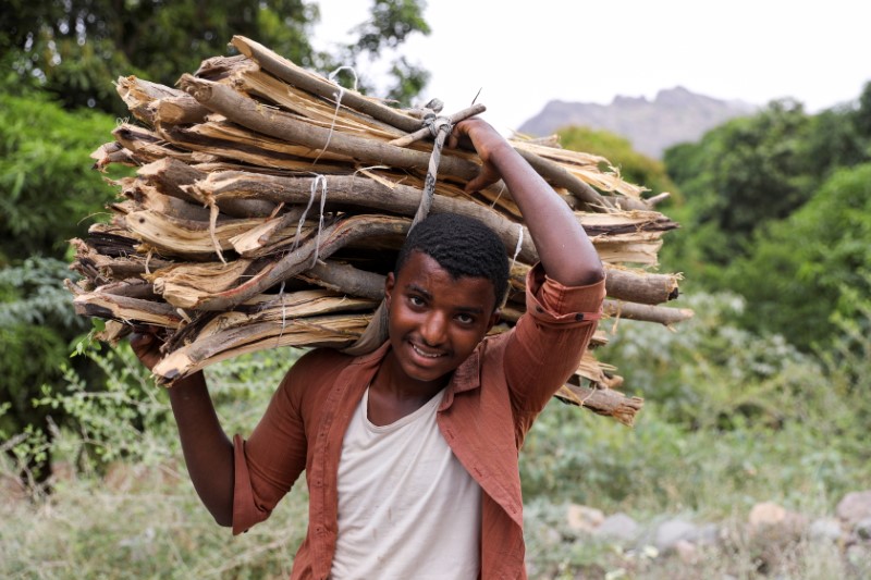WIDER IMAGE With fuel scarce, Yemen's forests are next casualty of war ...