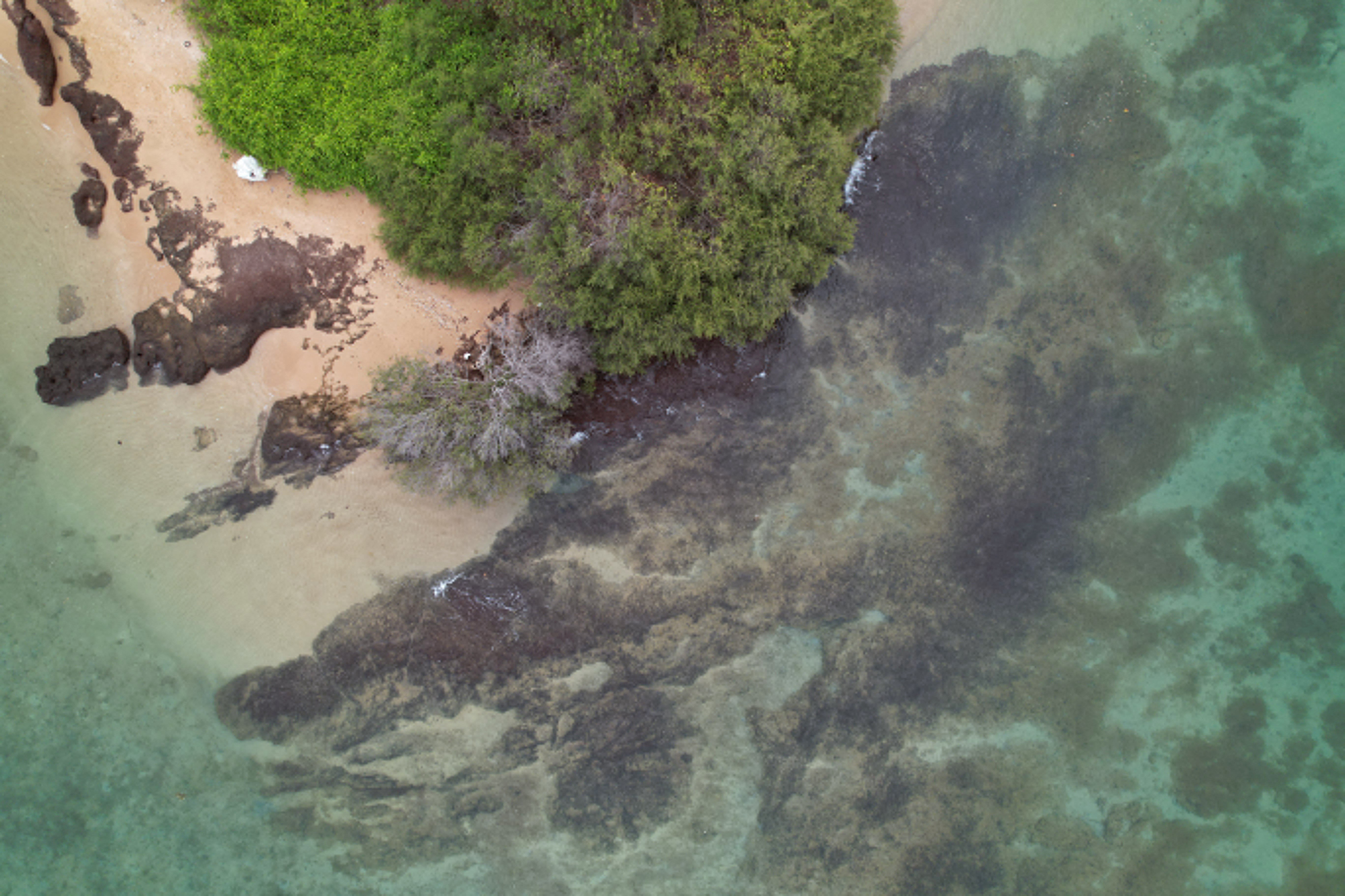 Thai scientists breed coral in labs to restore degraded reefs | Reuters