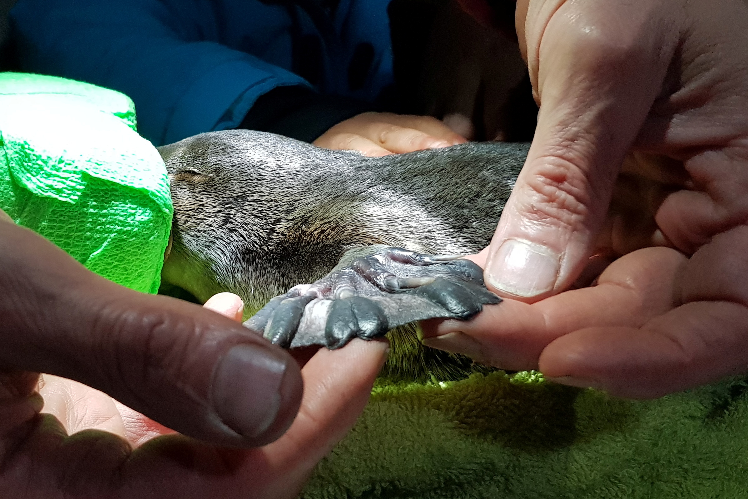 Climate risk drives push to save Australia's weird, elusive platypuses ...