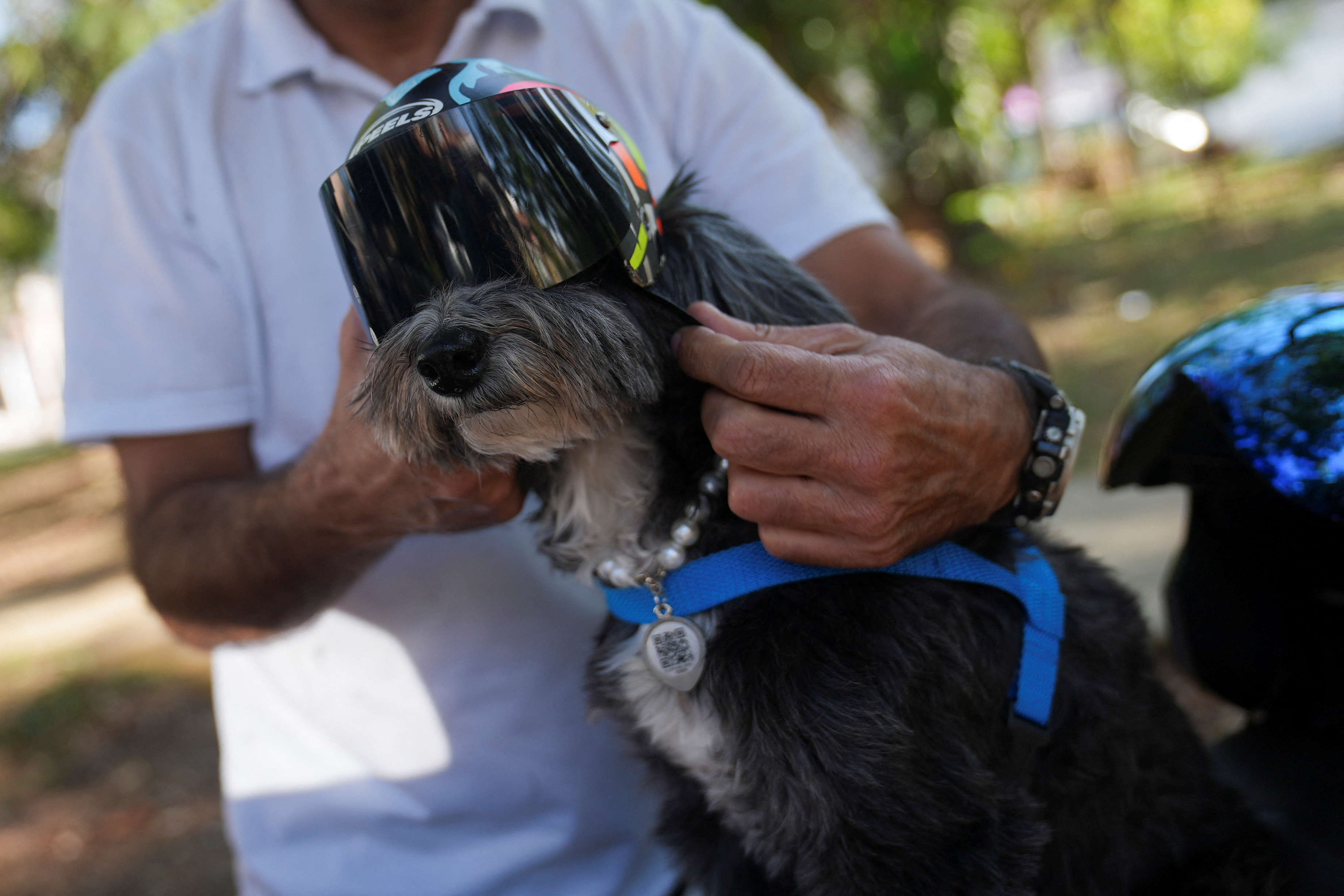 Motor-biking dog and owner cruise Brazil's streets to help hungry pups ...