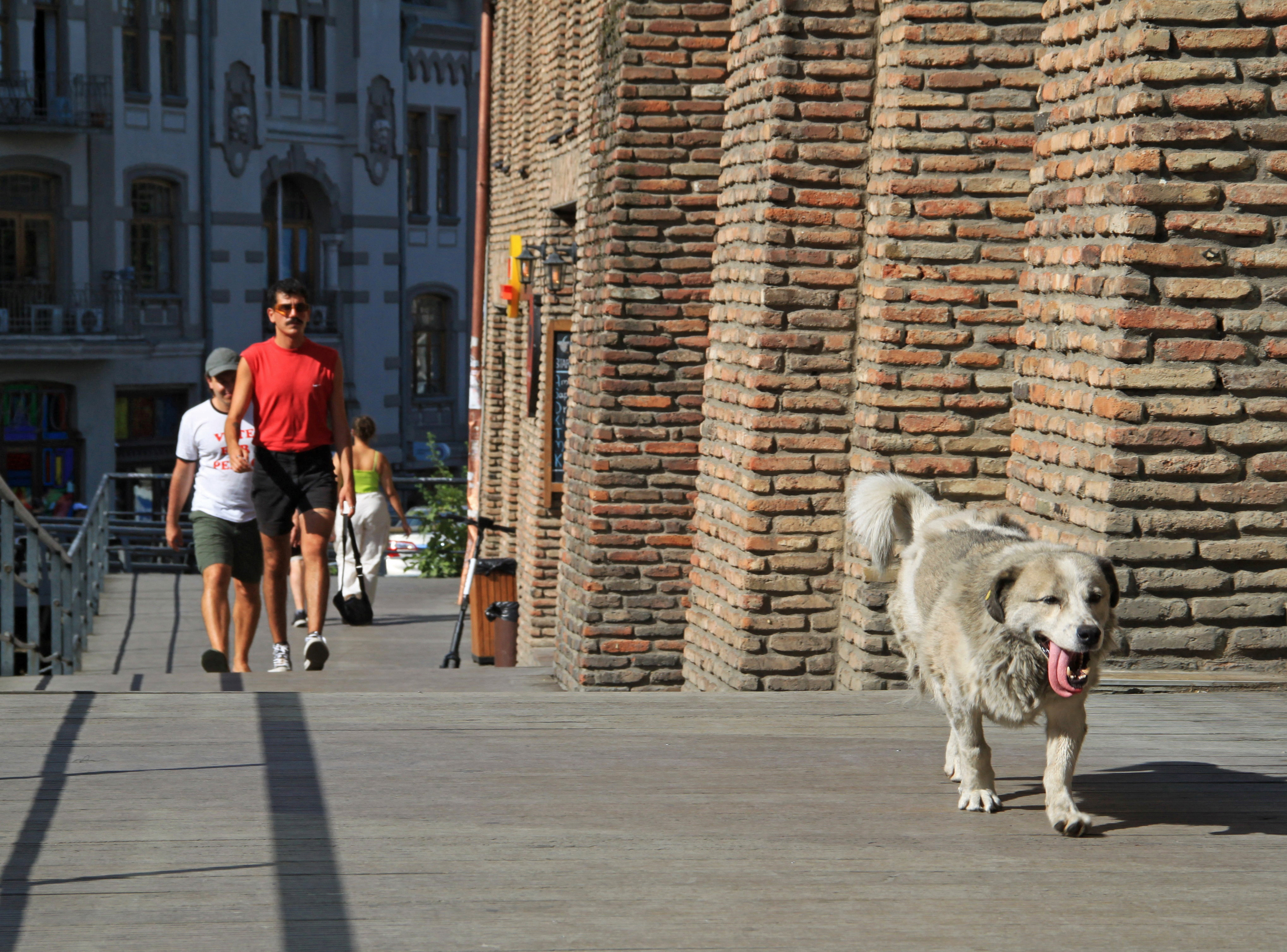 Sweltering summer bodes ill for Georgia's strays | Reuters