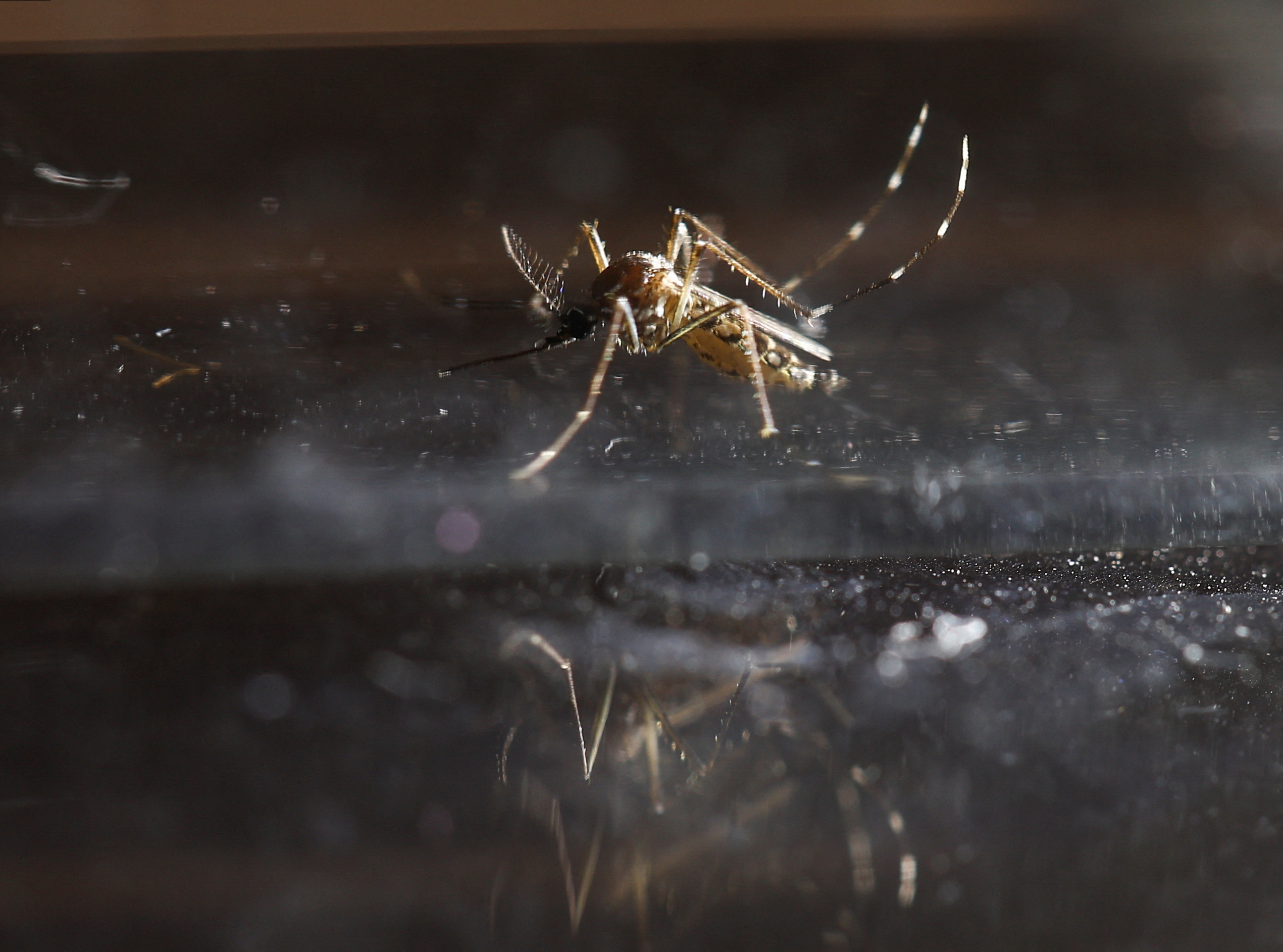 Dengue cases in Americas surpass last year's record high, WHO says ...