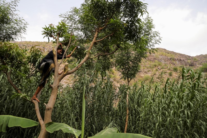 WIDER IMAGE With fuel scarce, Yemen's forests are next casualty of war ...