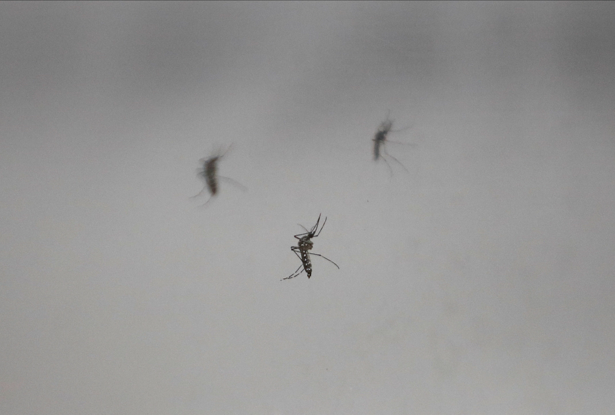 Argentina battles major dengue outbreak with atomic radiation | Reuters
