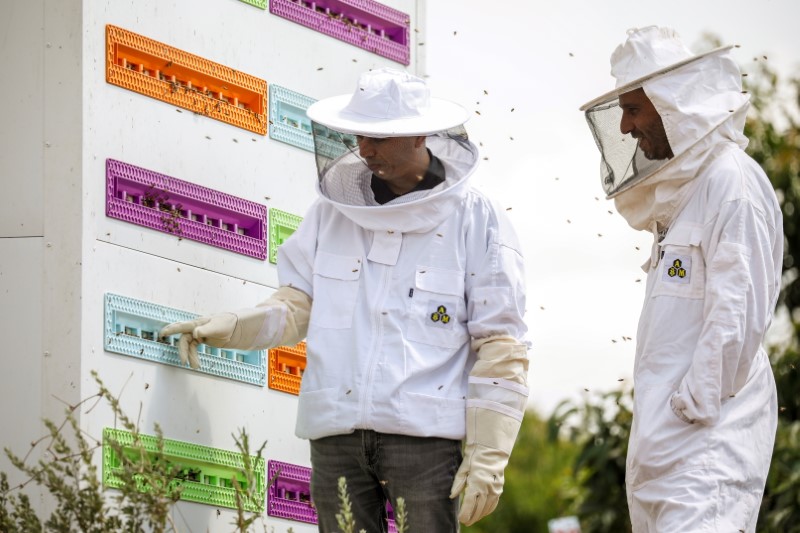 Bees find refuge from perilous world in robotic hive | Reuters