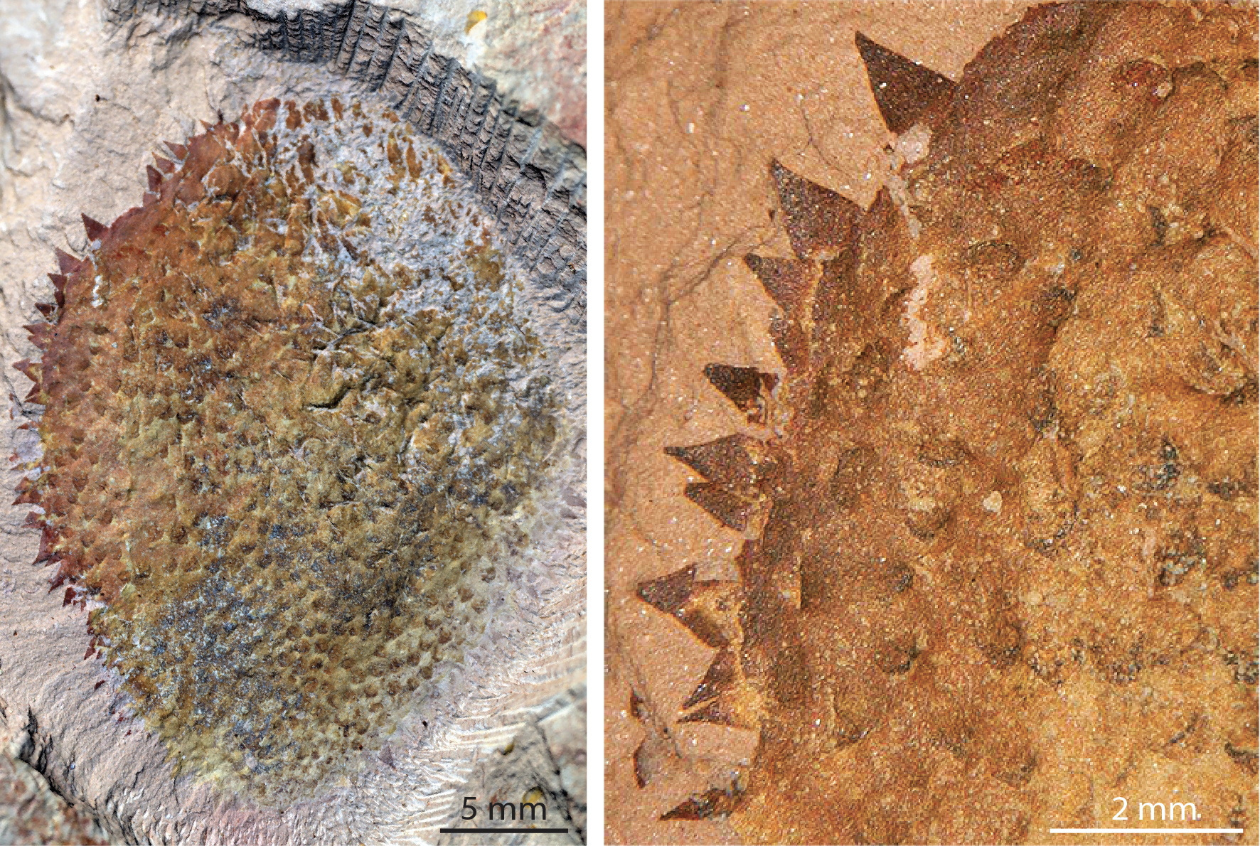 Primordial spiny slug from China was forerunner of world's mollusks ...