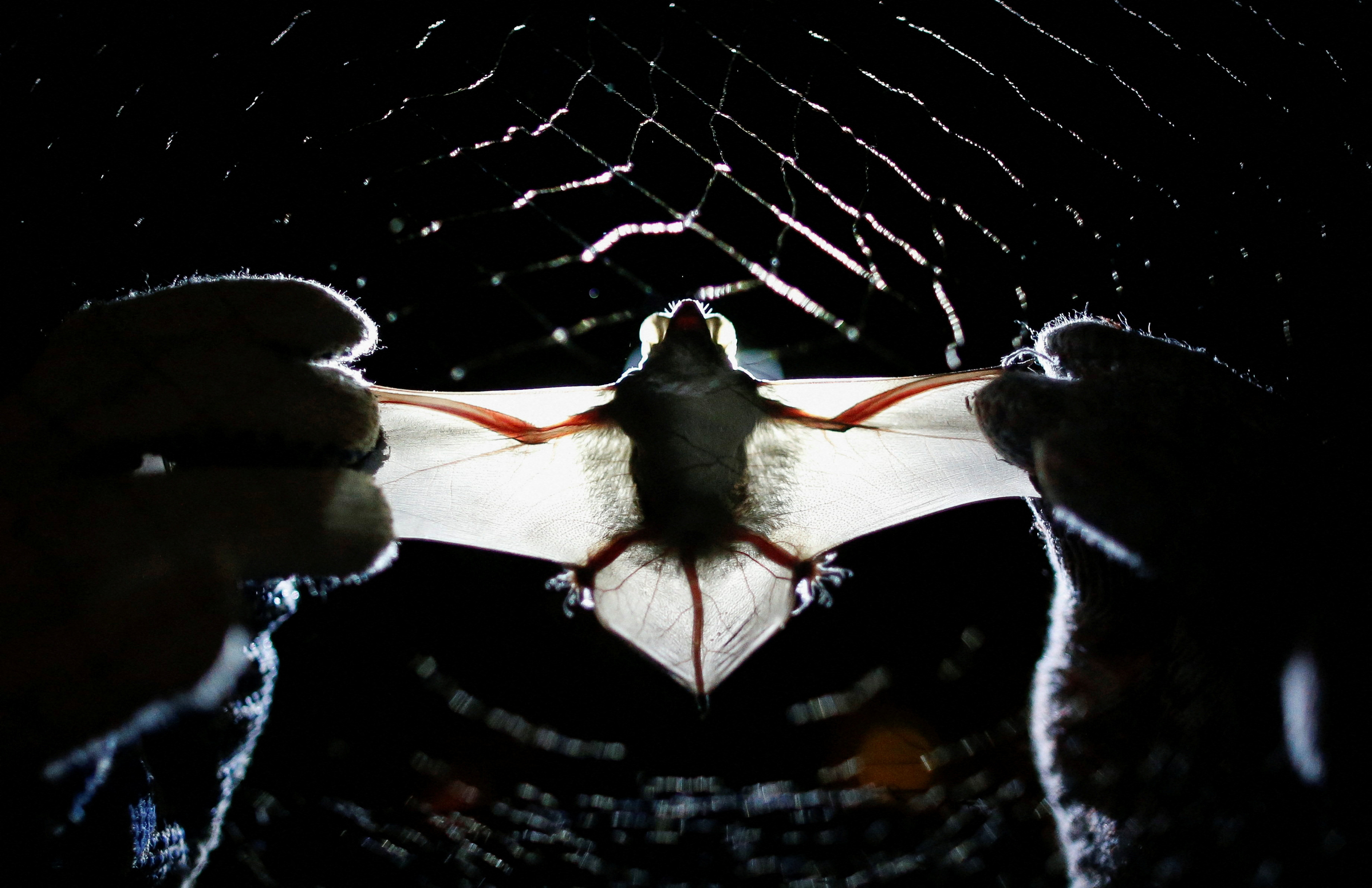 Seven things to know about bats and pandemic risk | Reuters