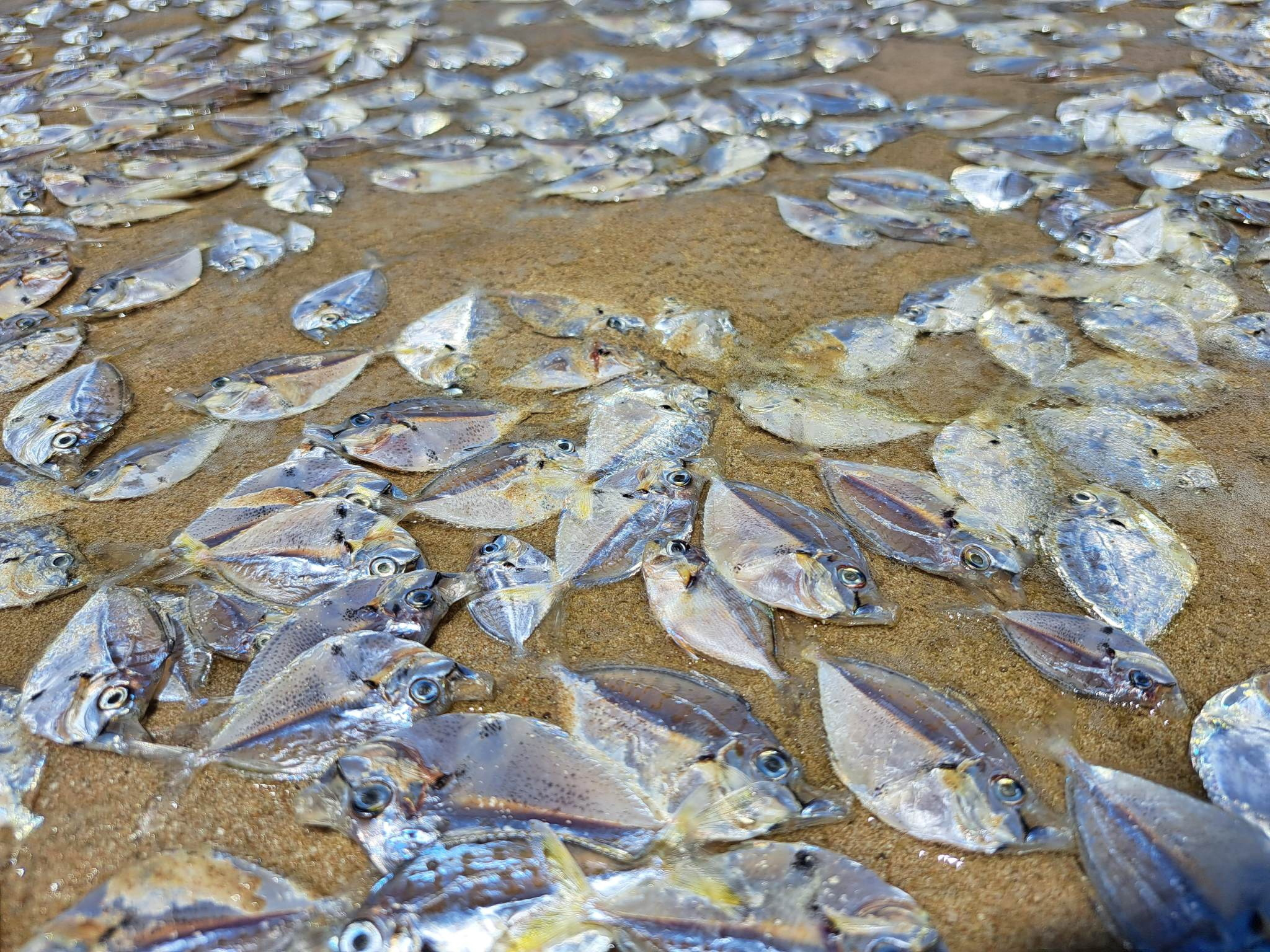Climate change may have stimulated plankton bloom behind Thai mass fish ... Climate change may have stimulated plankton bloom behind Thai mass fish ...