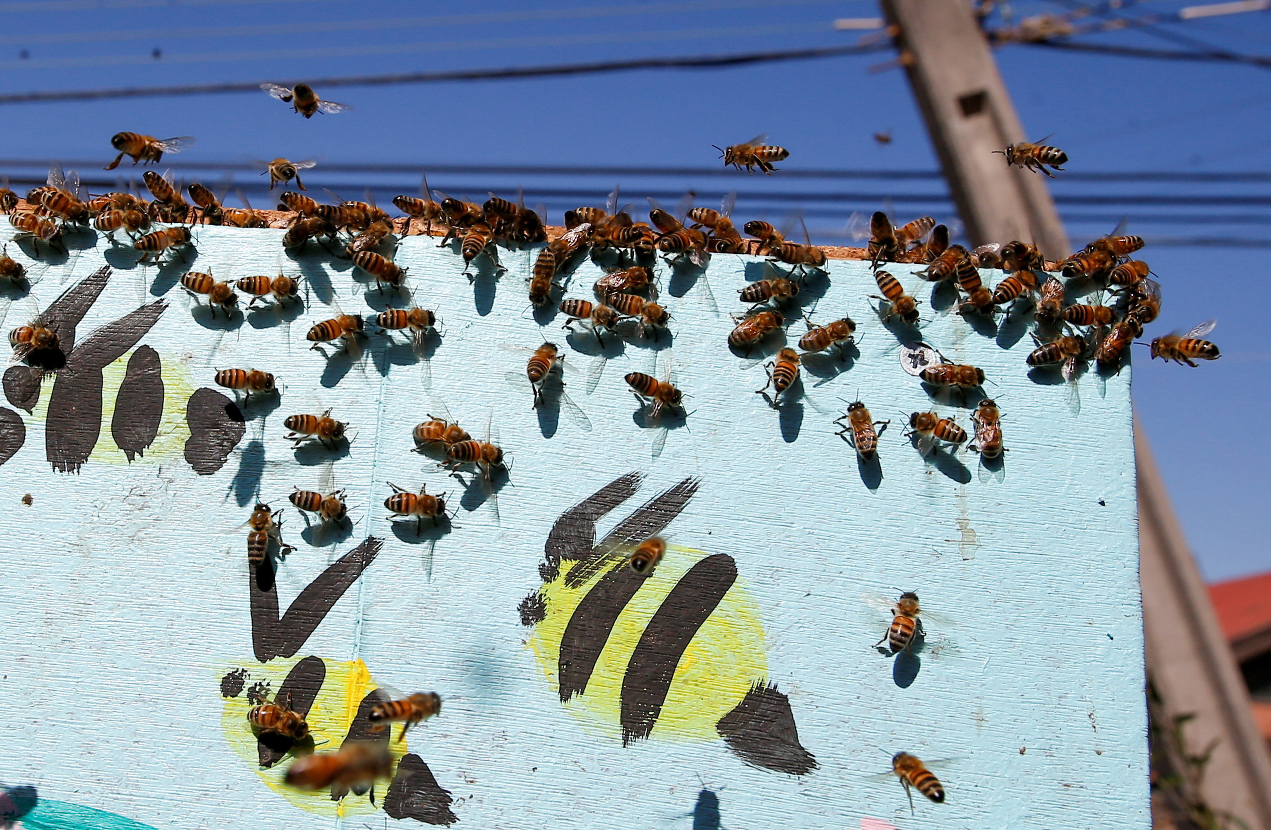 In Chile, amateur beekeeper rescues hives from coastal tourist city ...