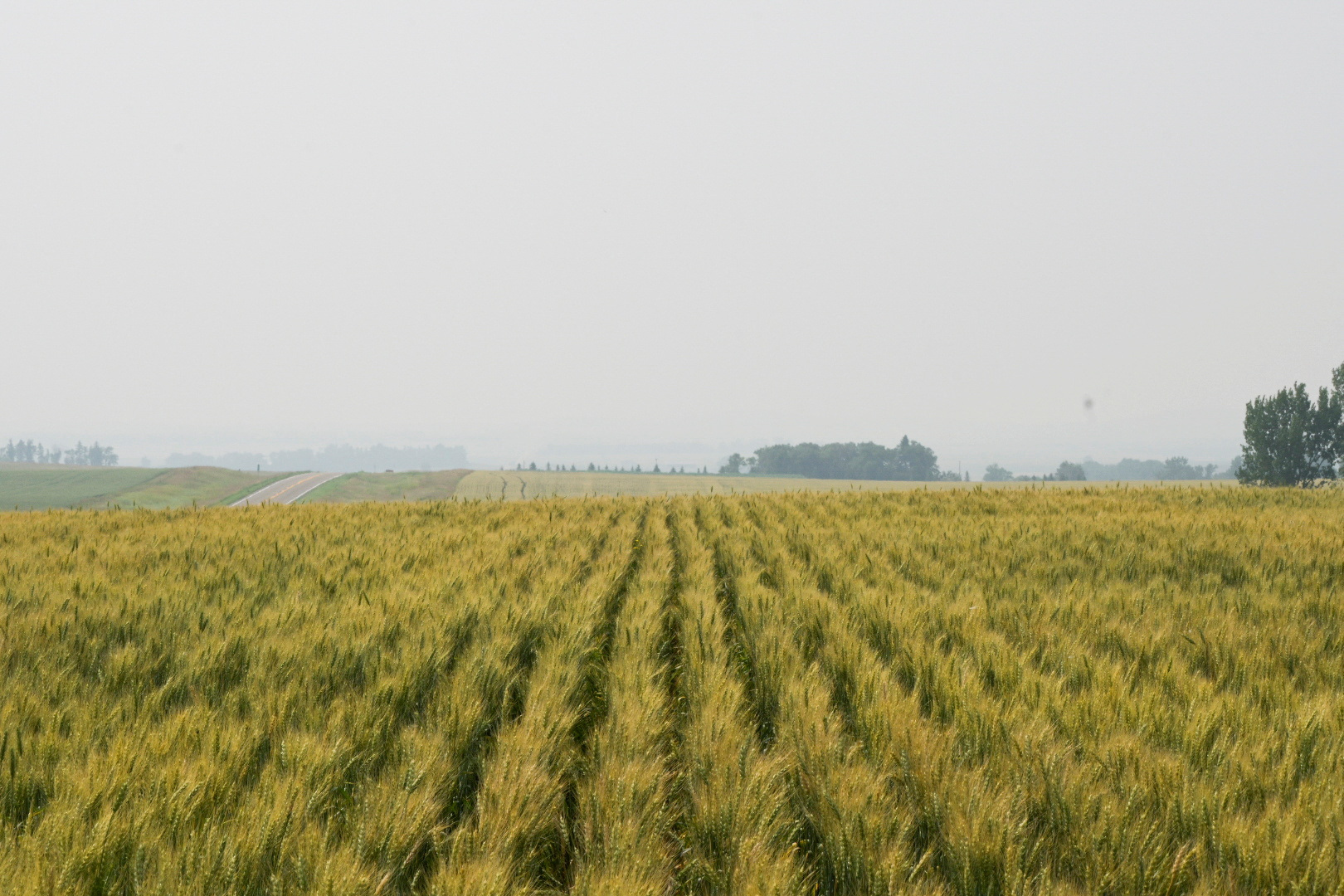US says Bioceres genetically modified wheat safe to grow | Reuters