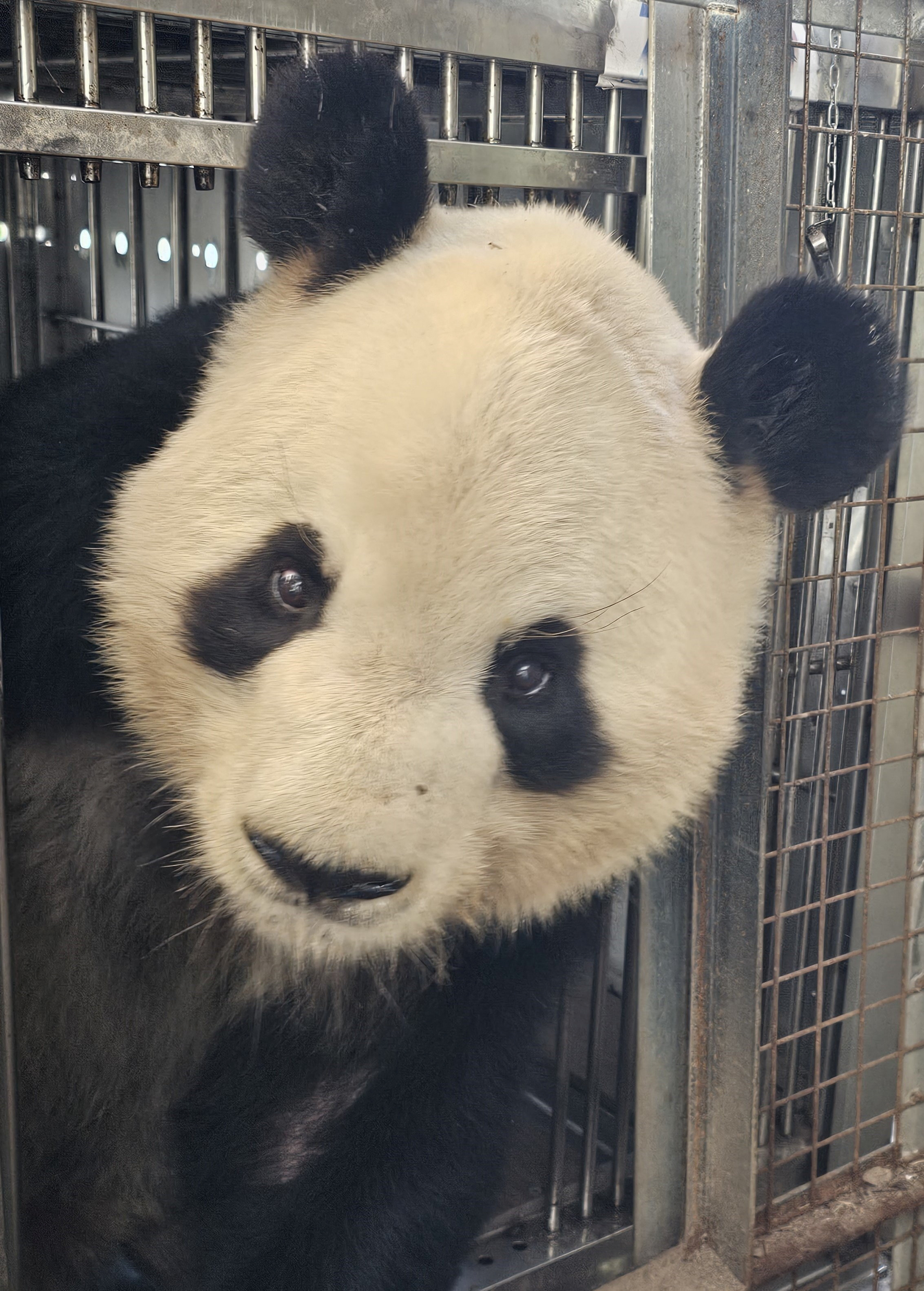 Adios Madrid! Panda family returns home to China | Reuters
