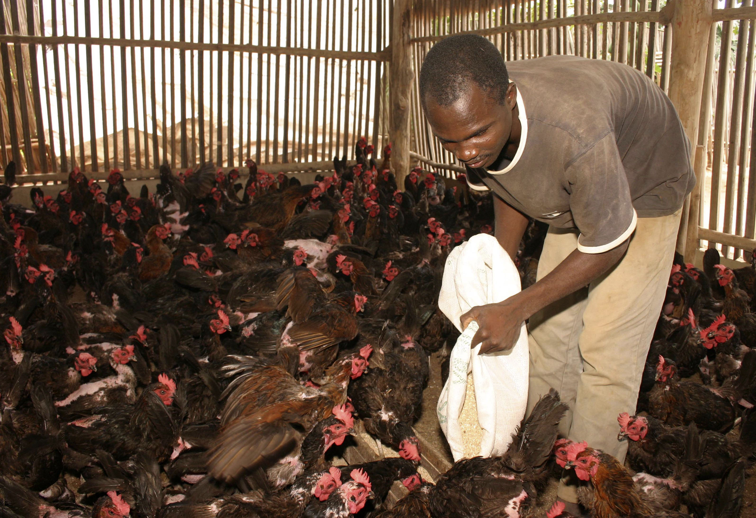 Togo culls birds, quarantines area following H5N1 avian flu outbreak ...