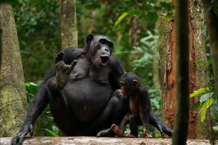 Grunt, hoo, pant, scream: Chimps use complex vocal communication | Reuters