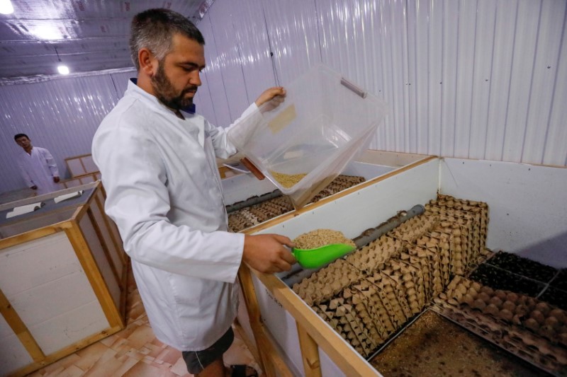 Kyrgyz cricket farm hopes to tap Chinese insects market | Reuters