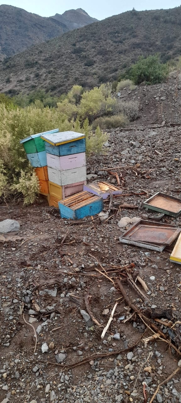 Chile's bee colonies devastated by floods after fires | Reuters