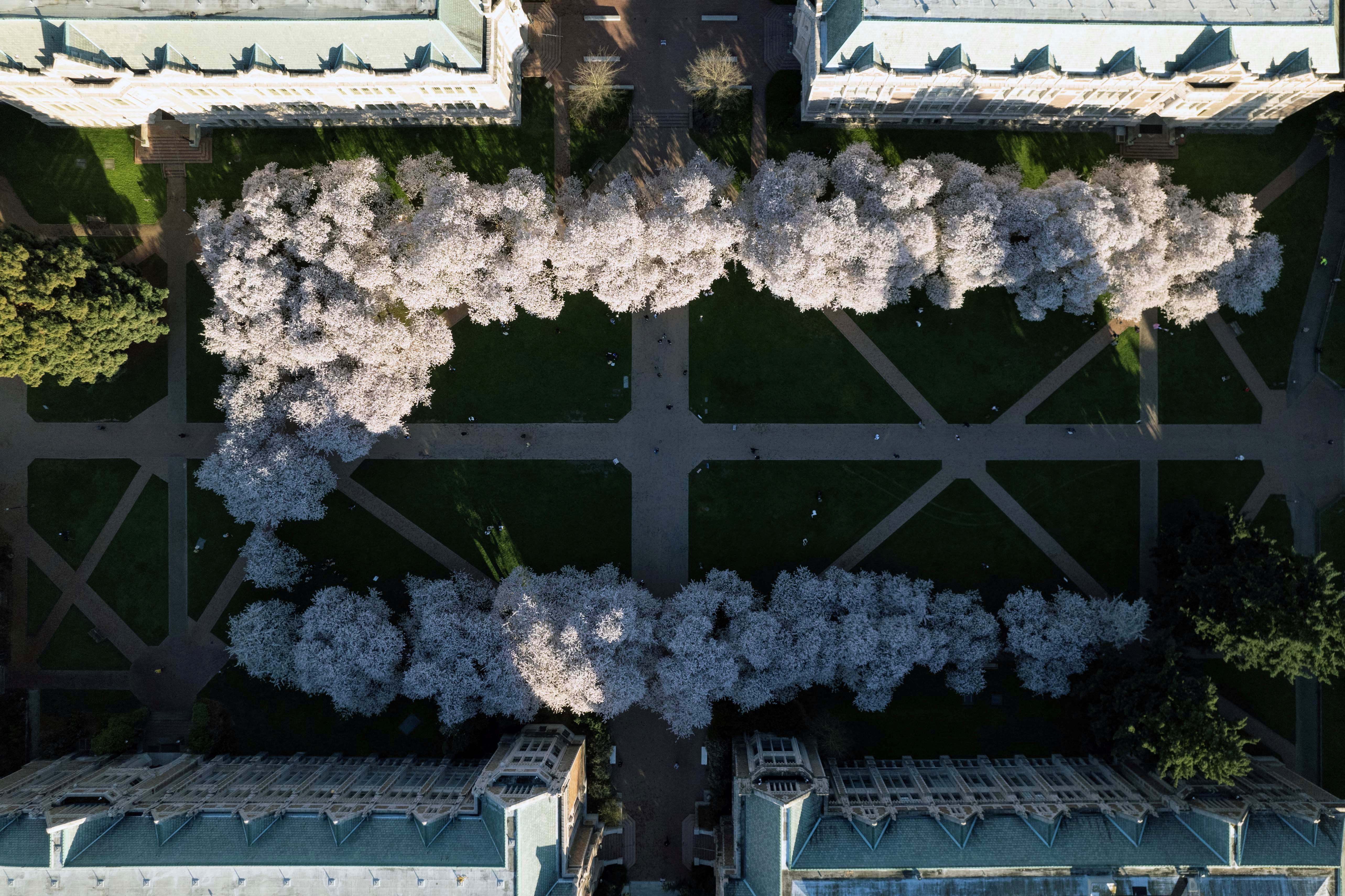 Spring in blossom around the world - April 9, 2024 | Reuters
