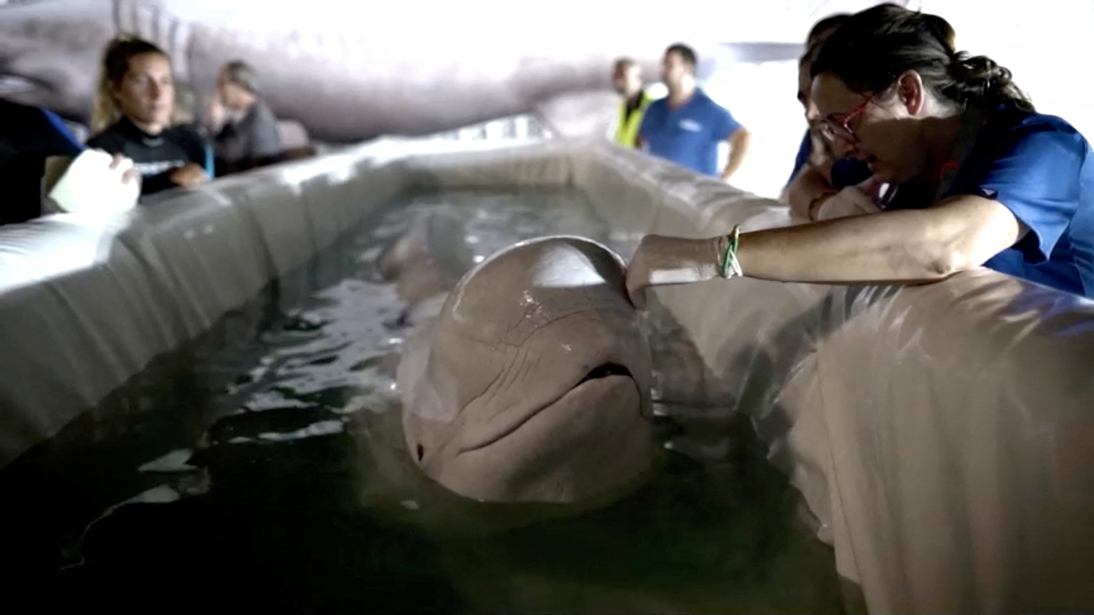 Beluga whale pair move from Ukraine's war-torn Kharkiv to Spain's Valencia | Reuters
