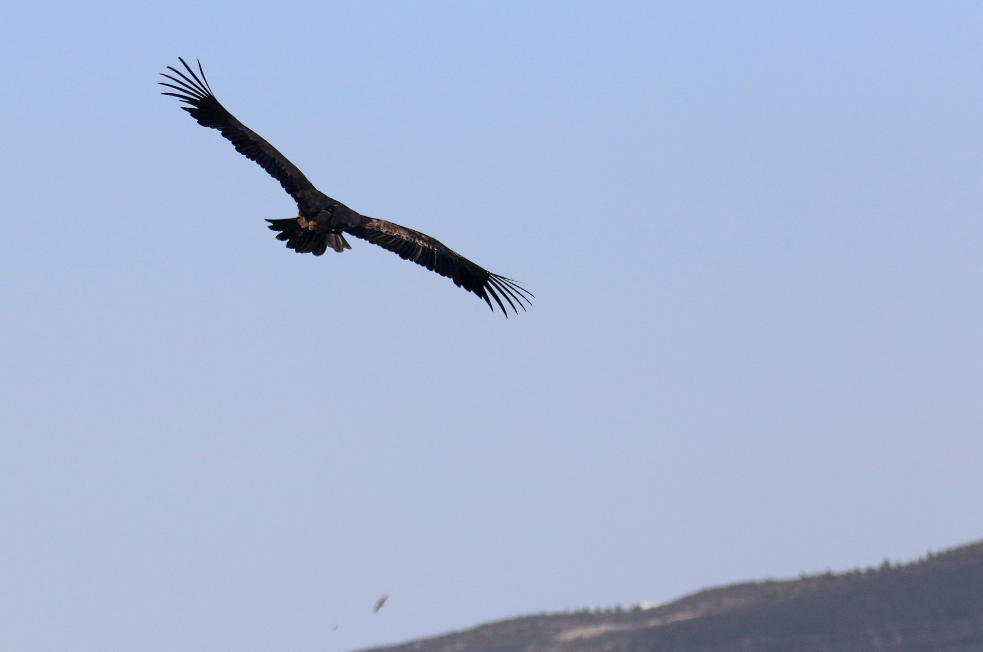 Vultures, nature's cleanup crew, get new lease of life in Cyprus | Reuters