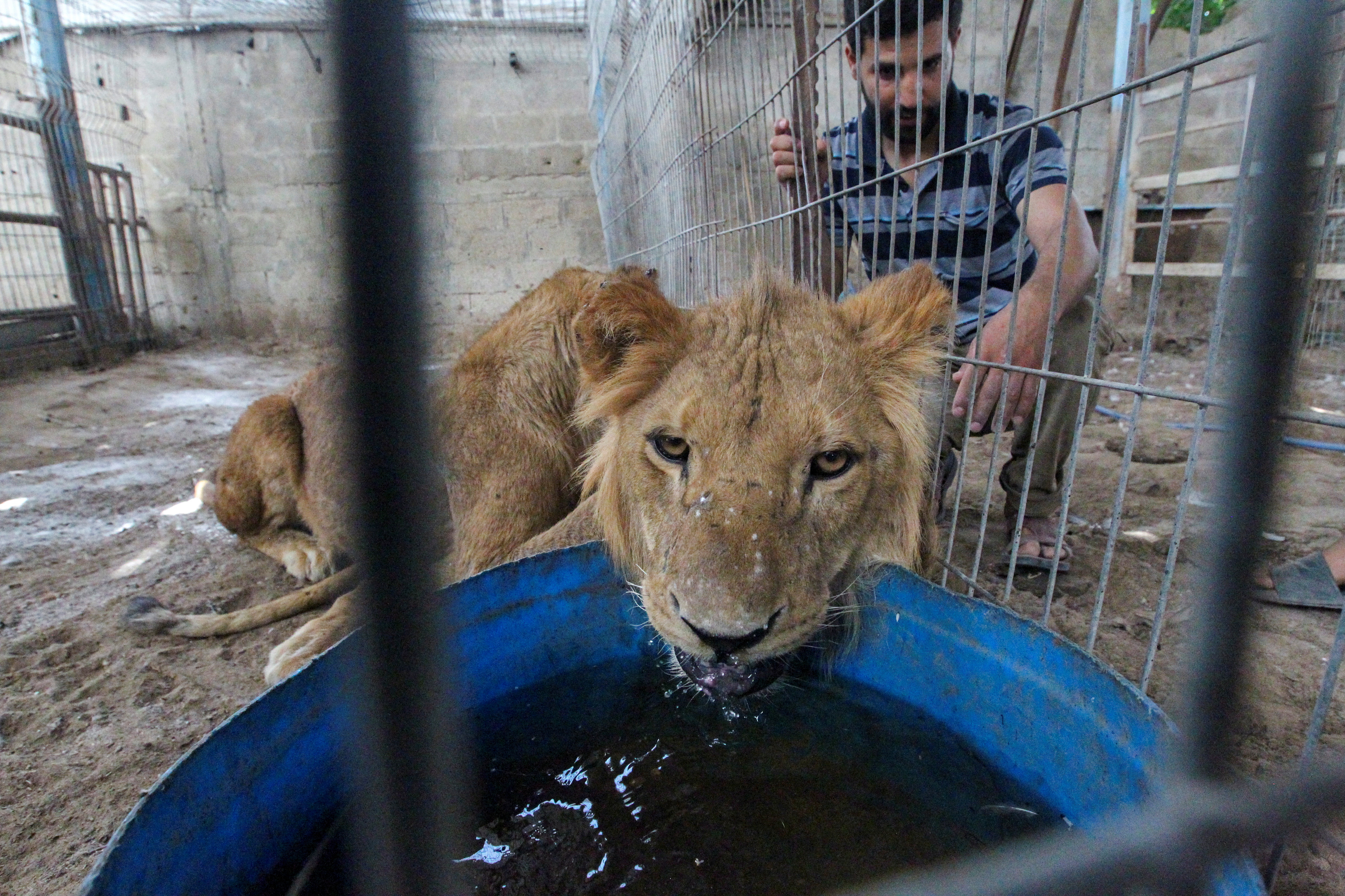 In pictures: Gaza zoo animals evacuated amid war - May 21, 2024 | Reuters