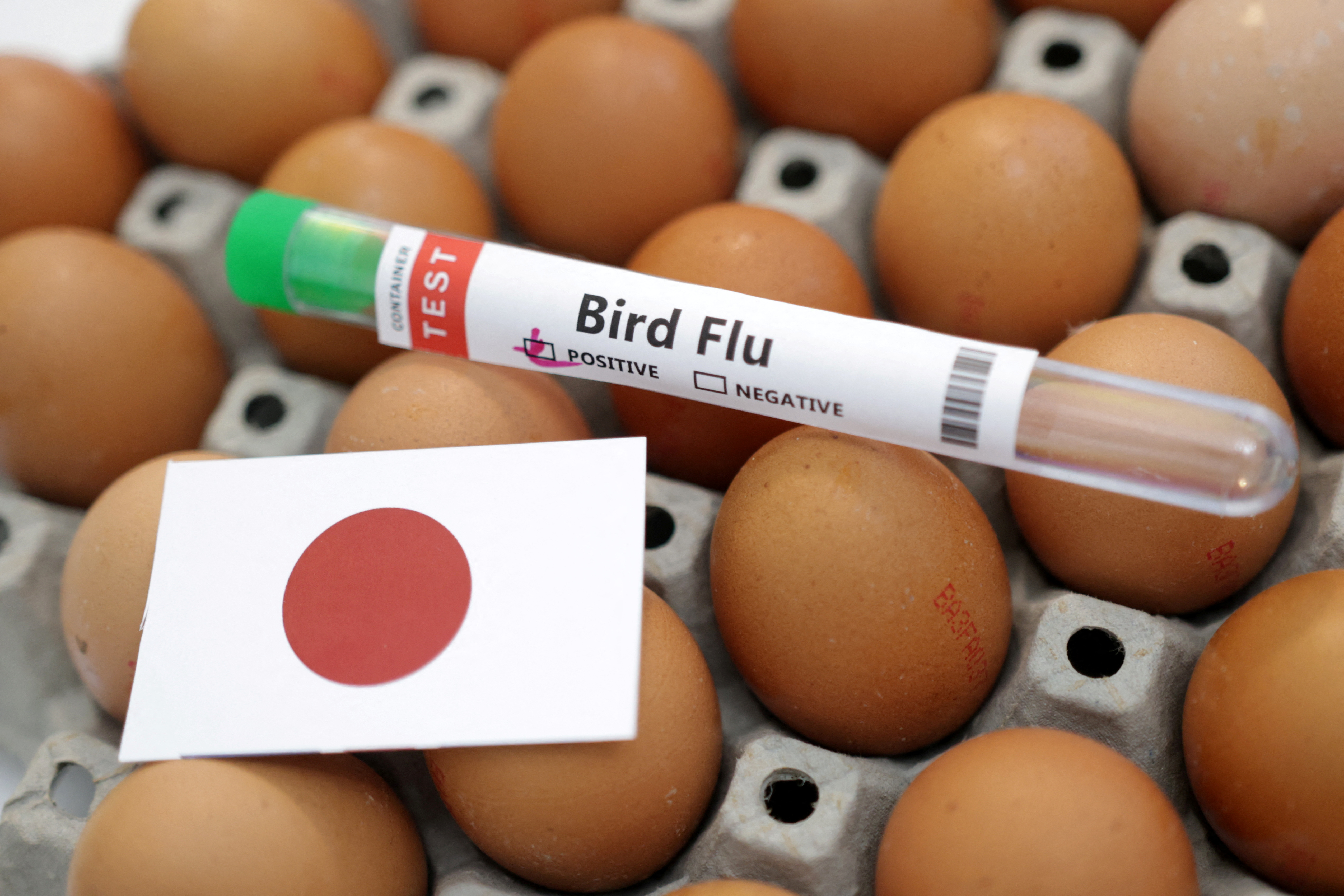 Japan detects season's first bird flu case, to cull 40,000 birds - NHK ...