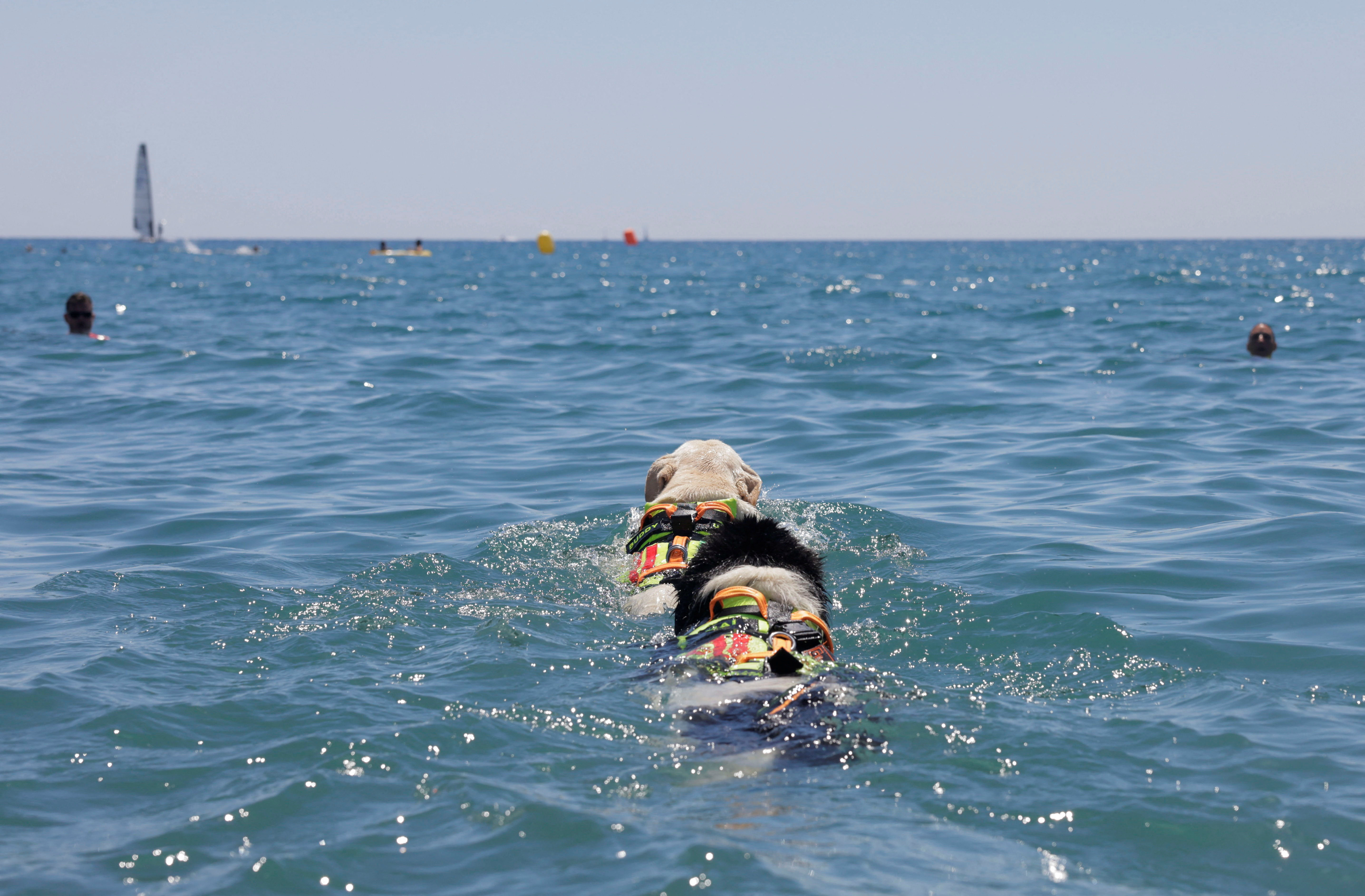 Paws to the rescue: trained dogs help save lives at Spanish beach | Reuters