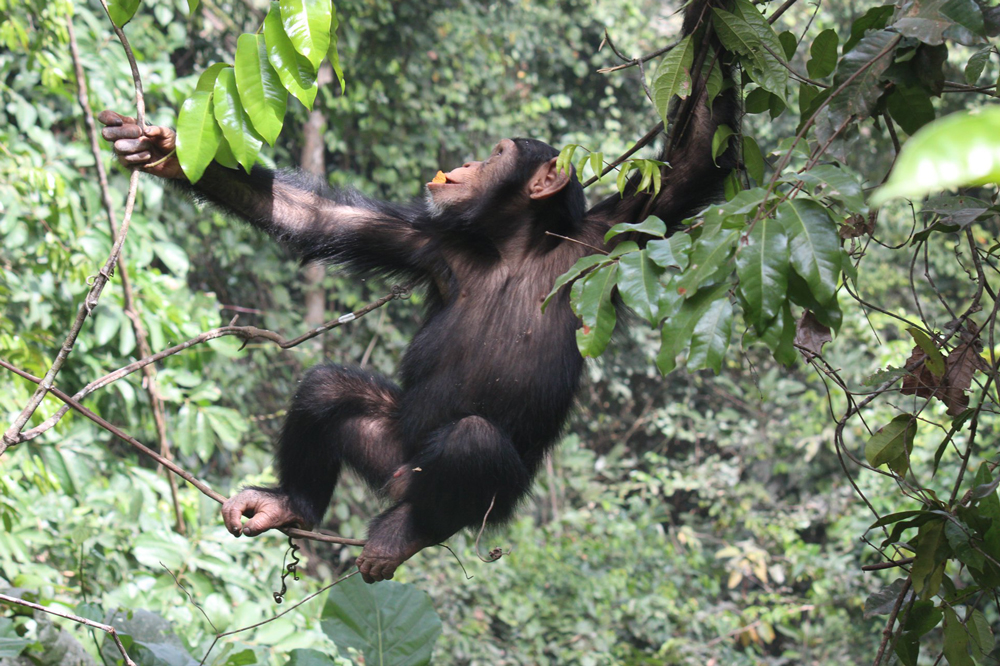EXCLUSIVE Guinea rail builders blast in chimp habitat, no plan to ...