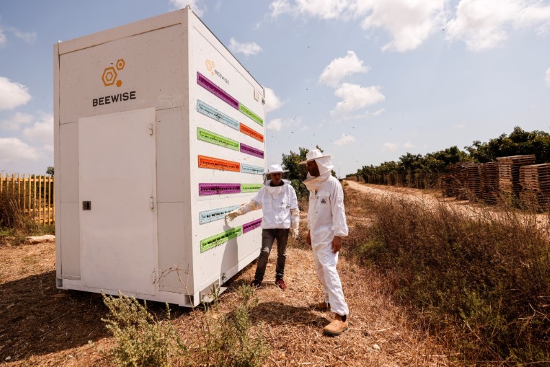 Bees find refuge from perilous world in robotic hive | Reuters