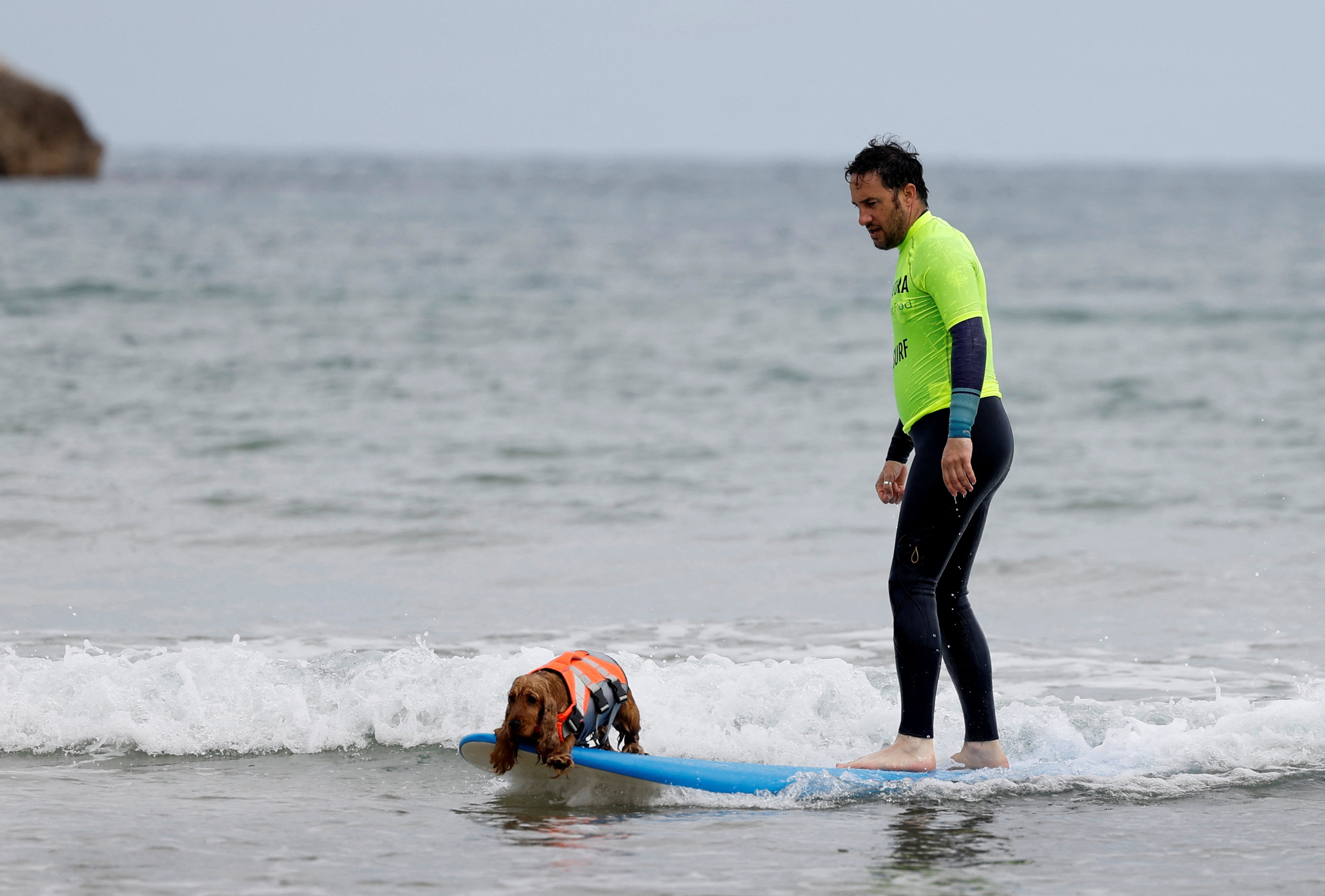 Dogs shred waves in northern Spain surfing contest | Reuters