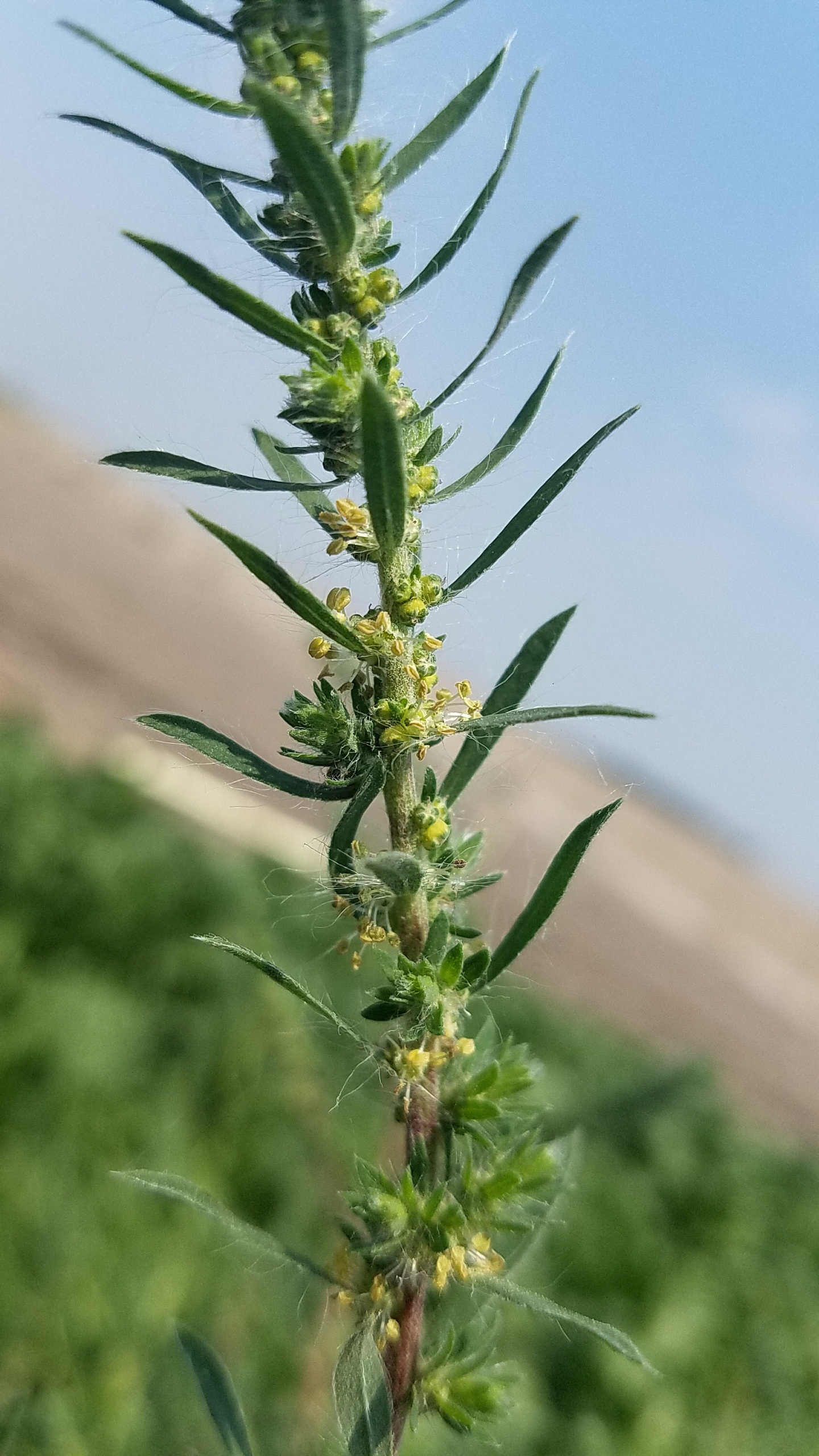 Crop-killing weeds advance across US farmland as chemicals lose ...