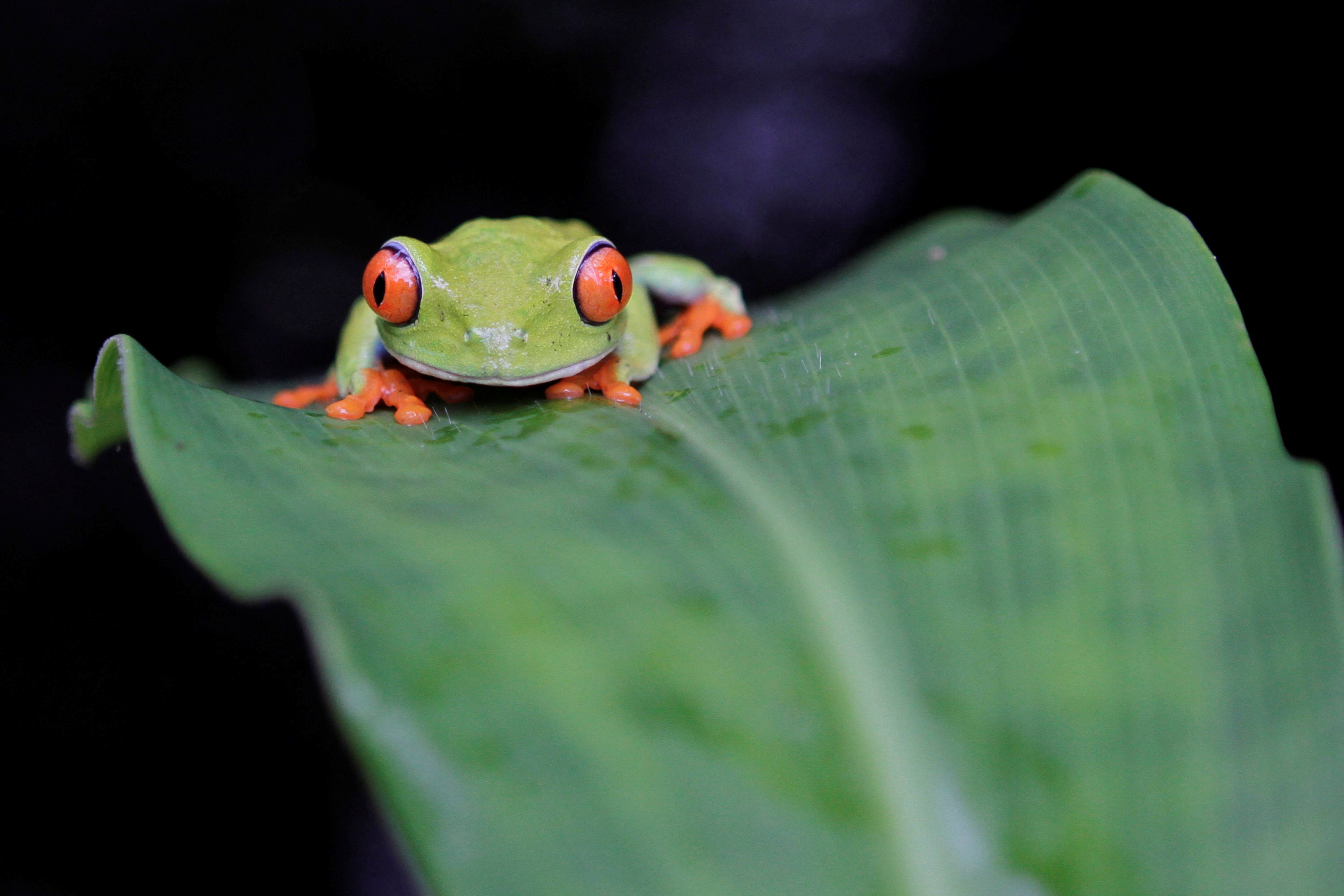 Amphibian crisis: 41% of species deemed threatened with extinction ...