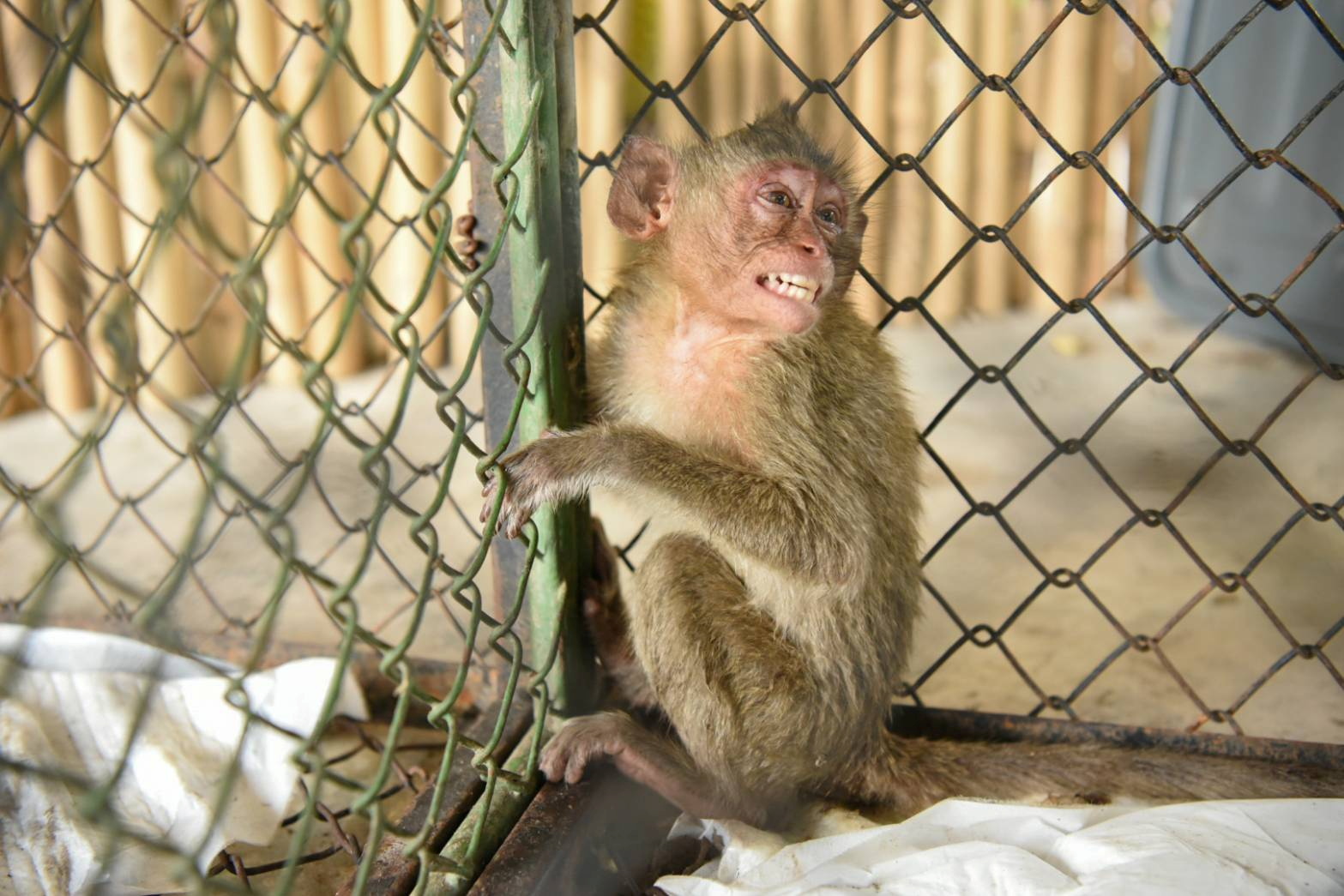 Thai authorities rescue wild macaques smuggled in pickup truck | Reuters