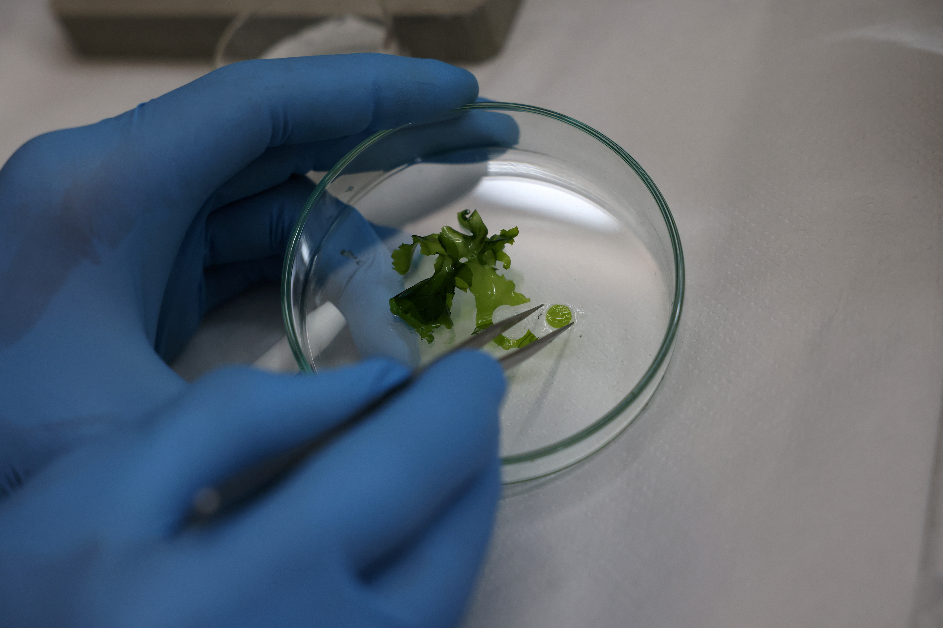 Electric seaweed fuels pursuit of algae power in Chile | Reuters