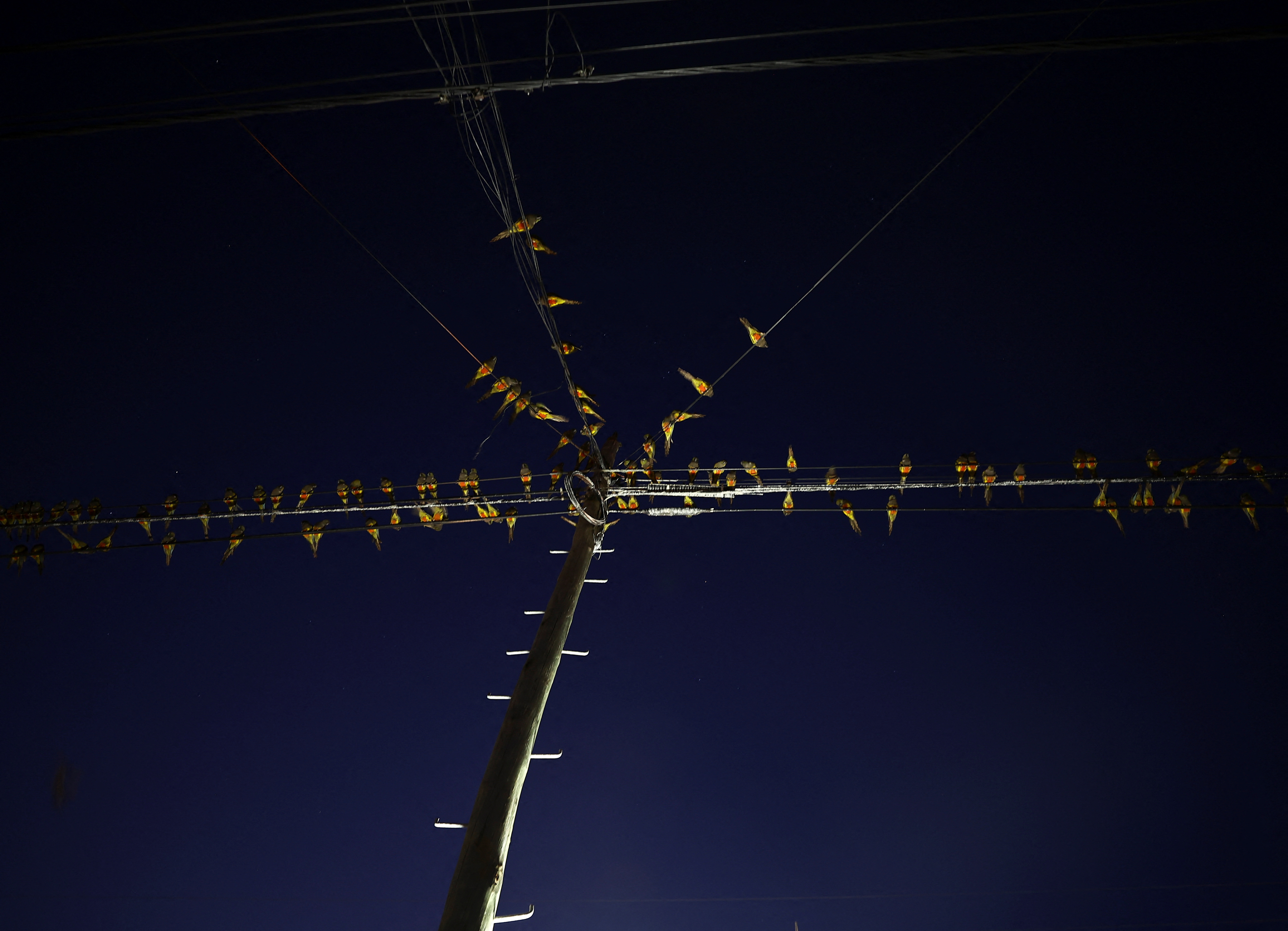 Argentine town battles a parrot invasion | Reuters