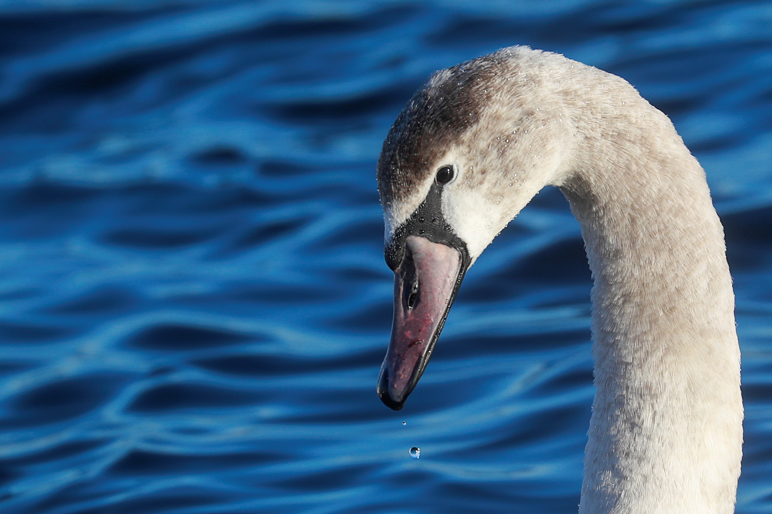 Swans bask in warm waters from Ukrainian nuclear plant during winter ...