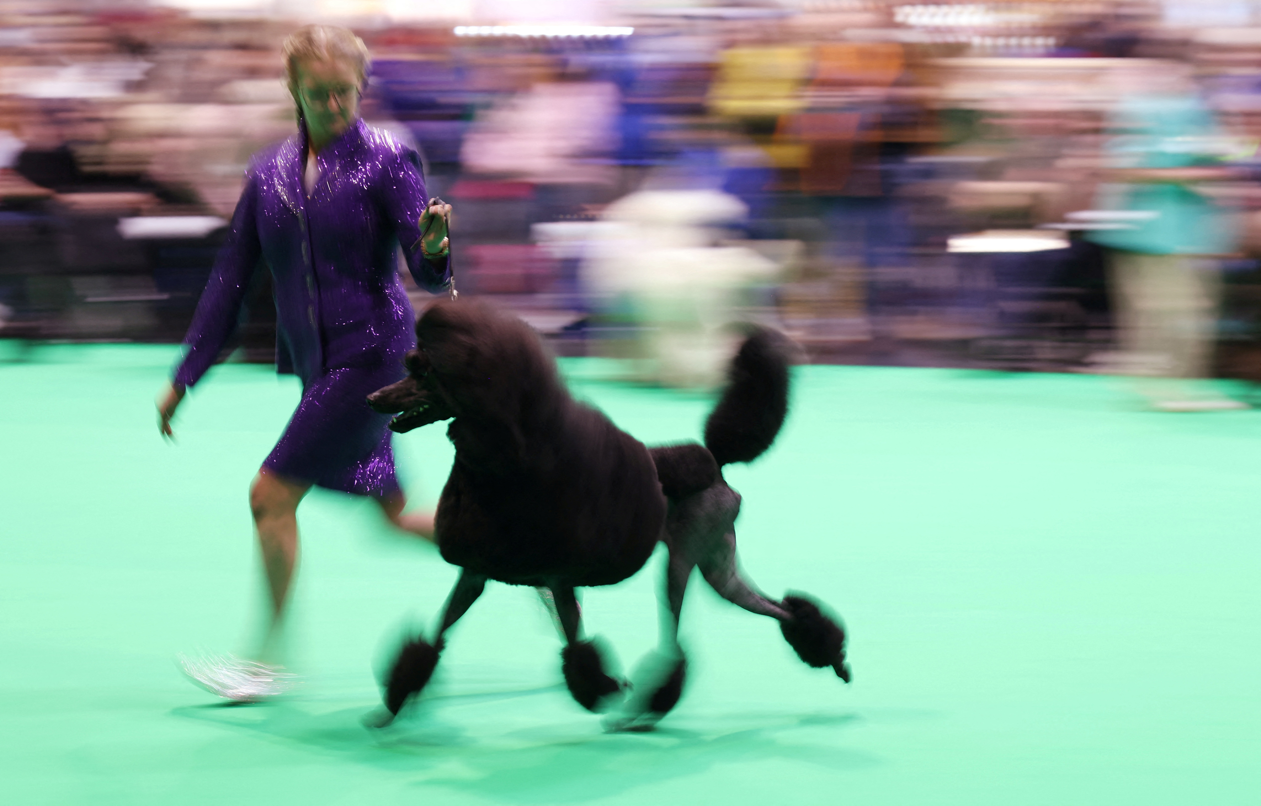 Top dogs compete at Britain's Crufts Dog Show - March 8, 2024 | Reuters