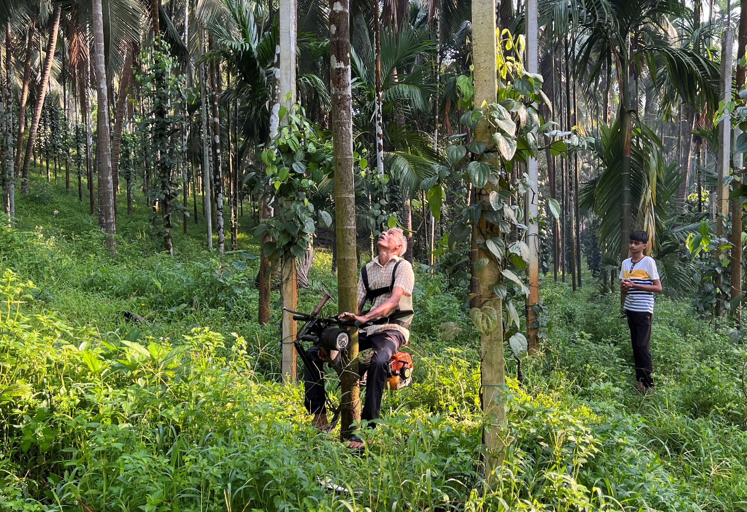 Indian farmer builds 'tree scooter' to zoom up tall areca palms | Reuters