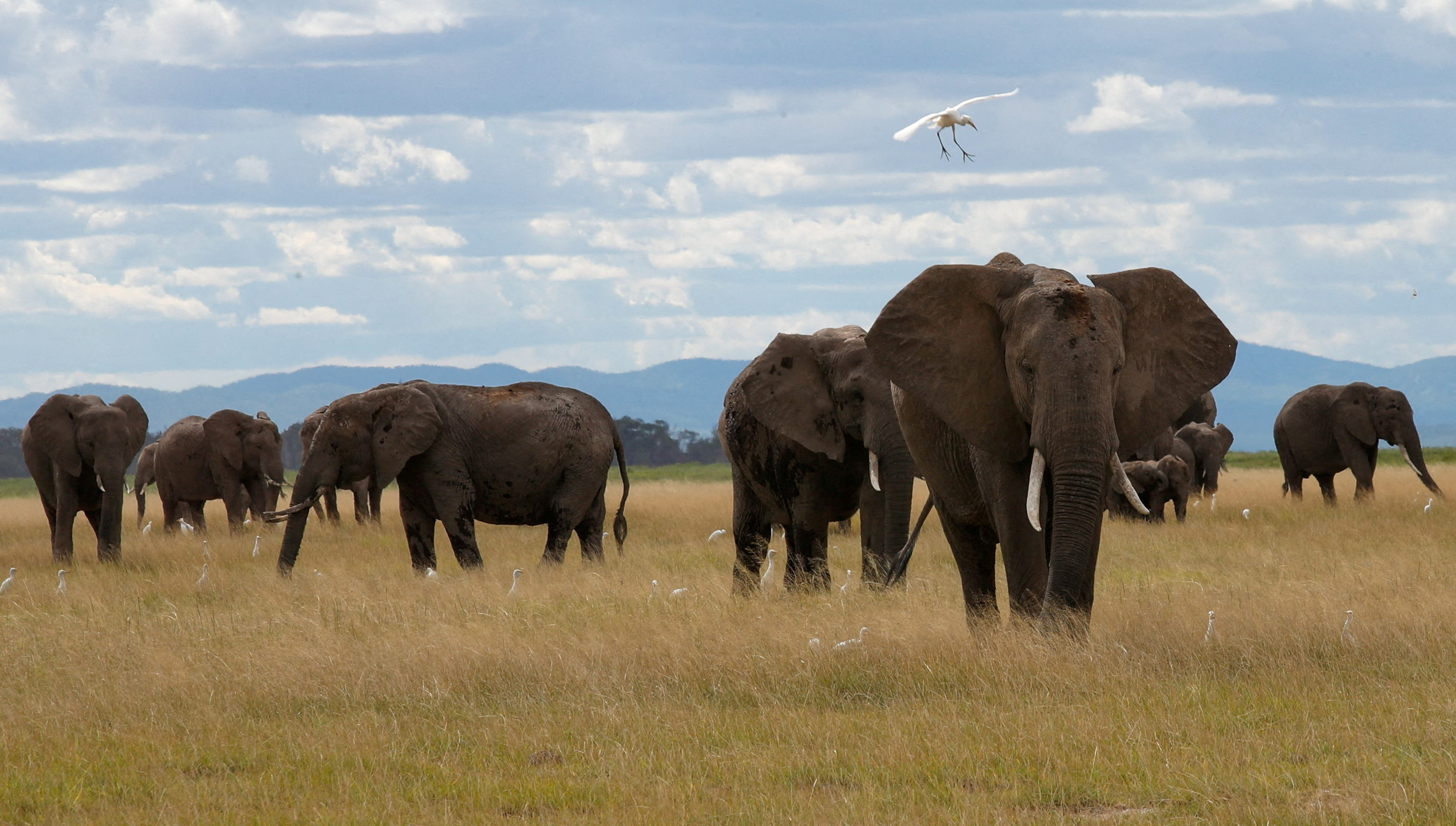Study shows elephants might call each other by name | Reuters