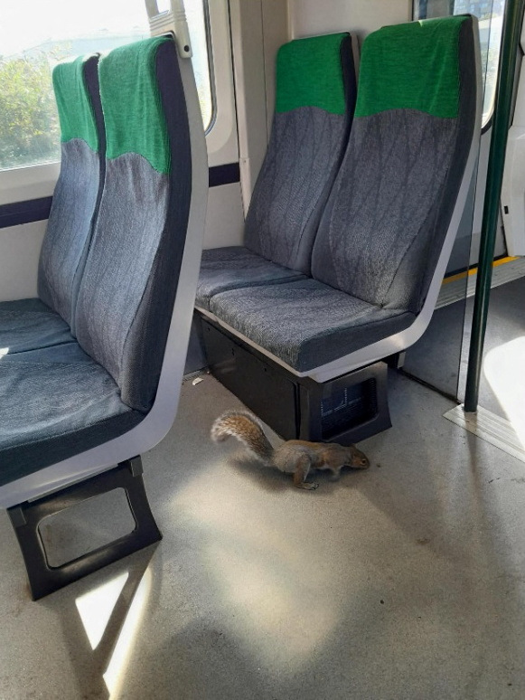 UK train cancelled after squirrel refuses to get off | Reuters