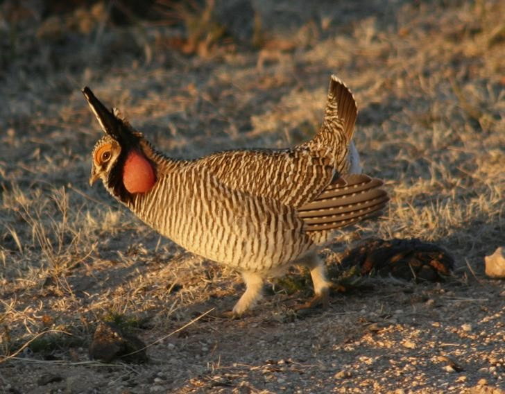 Prairie chickens once again subject of lawsuit in oil country | Reuters