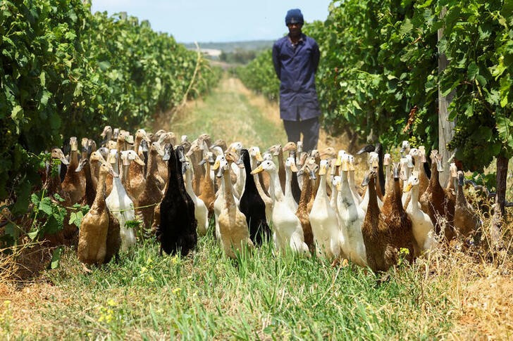 Army of pest-munching ducks keep South African vineyard blooming | Reuters
