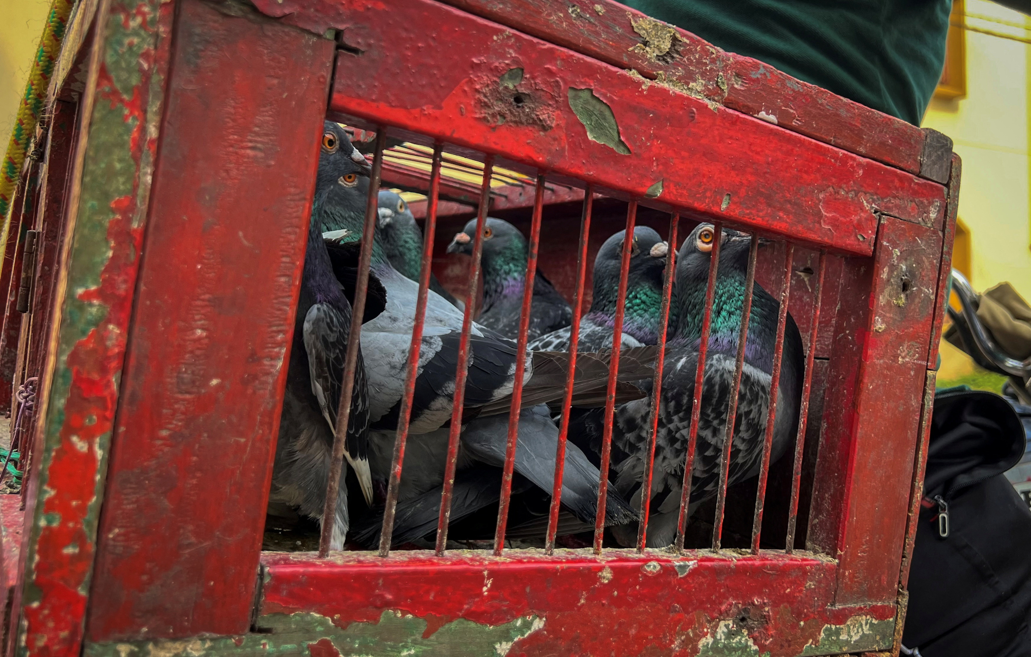 Indian police retain carrier pigeons as backstop against disasters ...